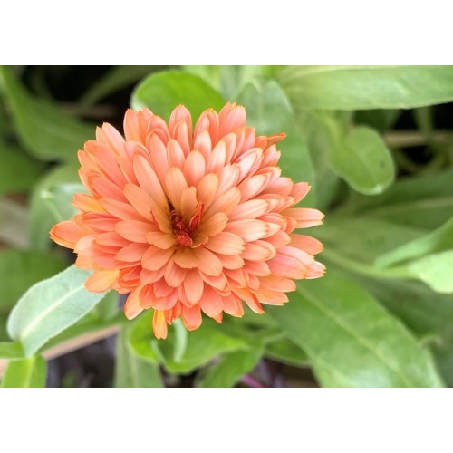 Morgenfrue ‘Orange Flash’ - Gartneri Toftegaard