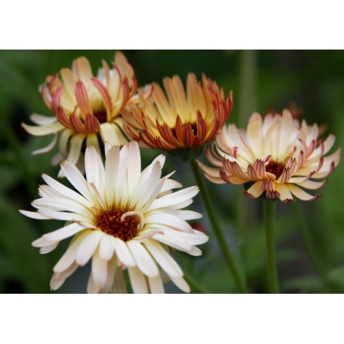 Morgenfrue, 'Touch of Red Buff' - Gartneri Toftegaard