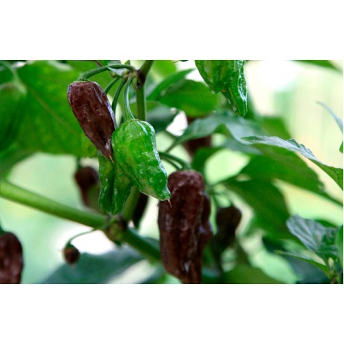 Bhut Jolokia Chocolate - Gartneri Toftegaard