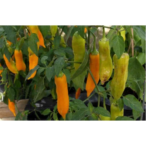 Aji Golden - Gartneri Toftegaard