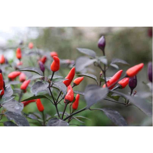 Christmas Pepper - Gartneri Toftegaard