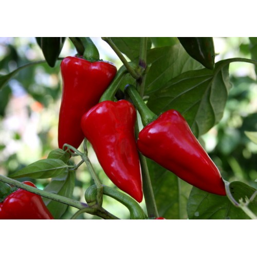 Toftegaards Red Cone - Gartneri Toftegaard