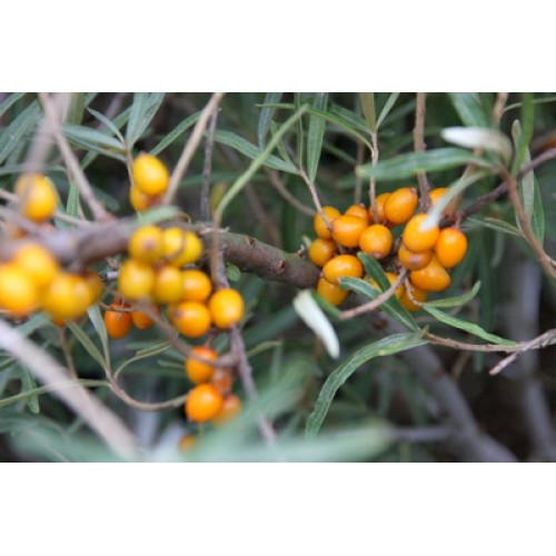 Havtorn hun - Gartneri Toftegaard