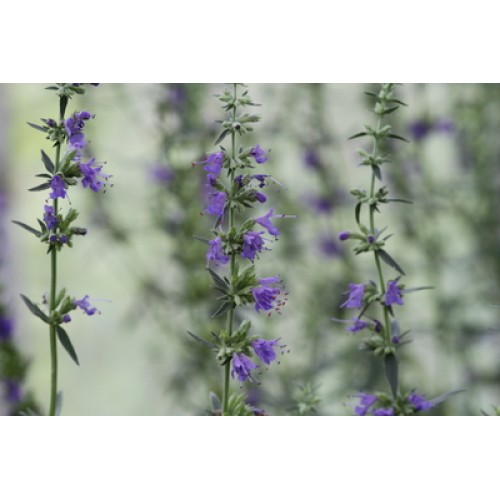 Blå isop - Gartneri Toftegaard