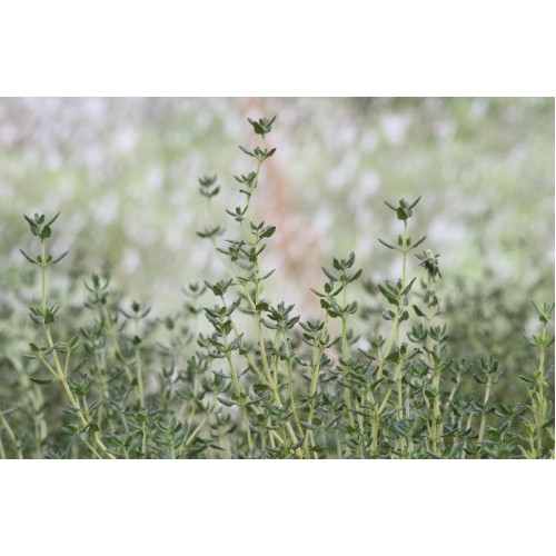 Almindelig timian - Gartneri Toftegaard