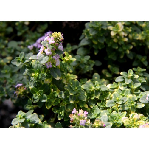 Citron-timian ’Common’ - Gartneri Toftegaard